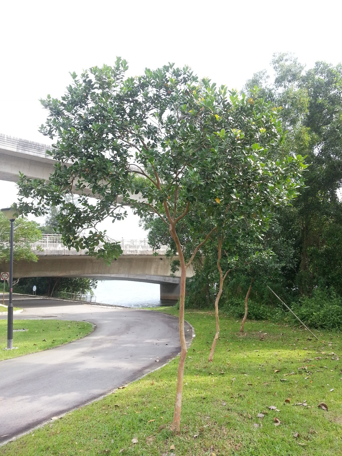 Strawberry Guava Tree