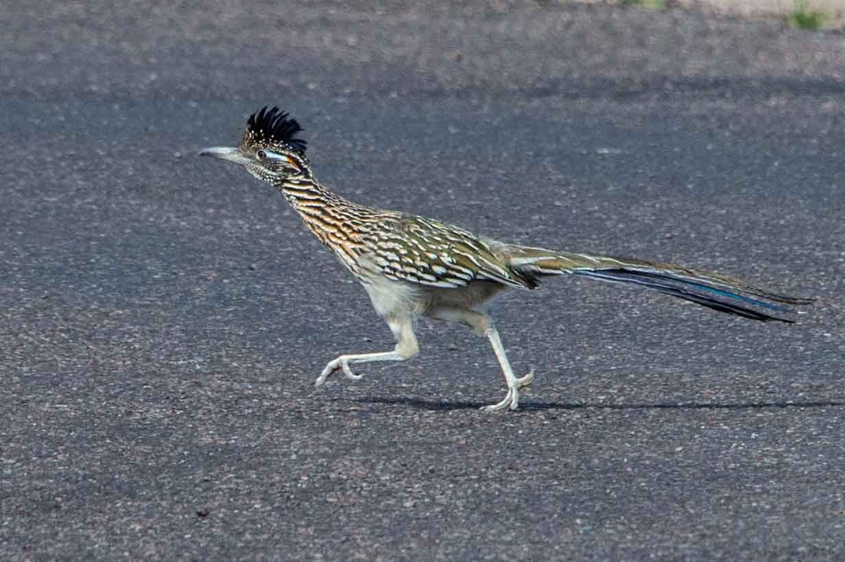 Kissack Adventures: Why Did The Roadrunner Cross The Road?