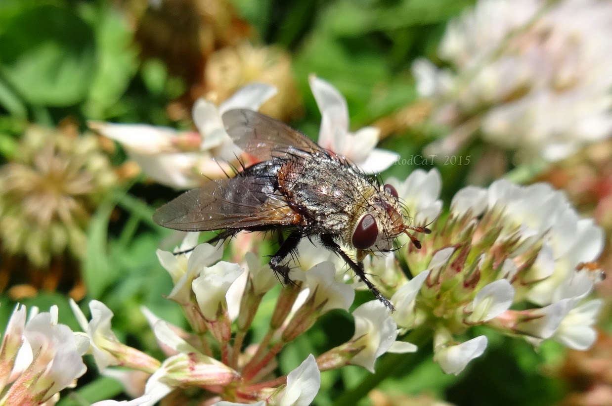 Bichos en Antofagasta: Tachinidae, moscas peludas, pero útiles...