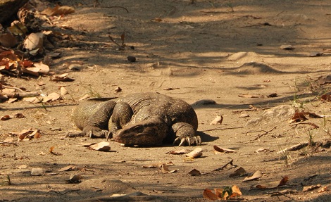 Nomad | The supersized lizard