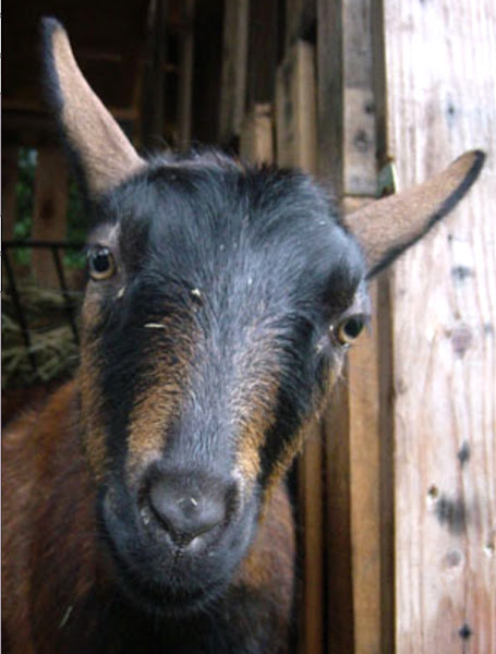 Mini Oberhasli Goat: Characteristics, Uses & Full Breed Information