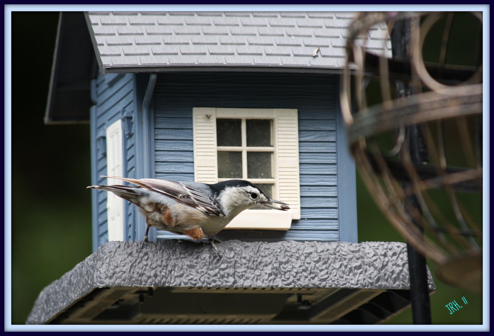 Julies Photo Journey: Birds at the feeders