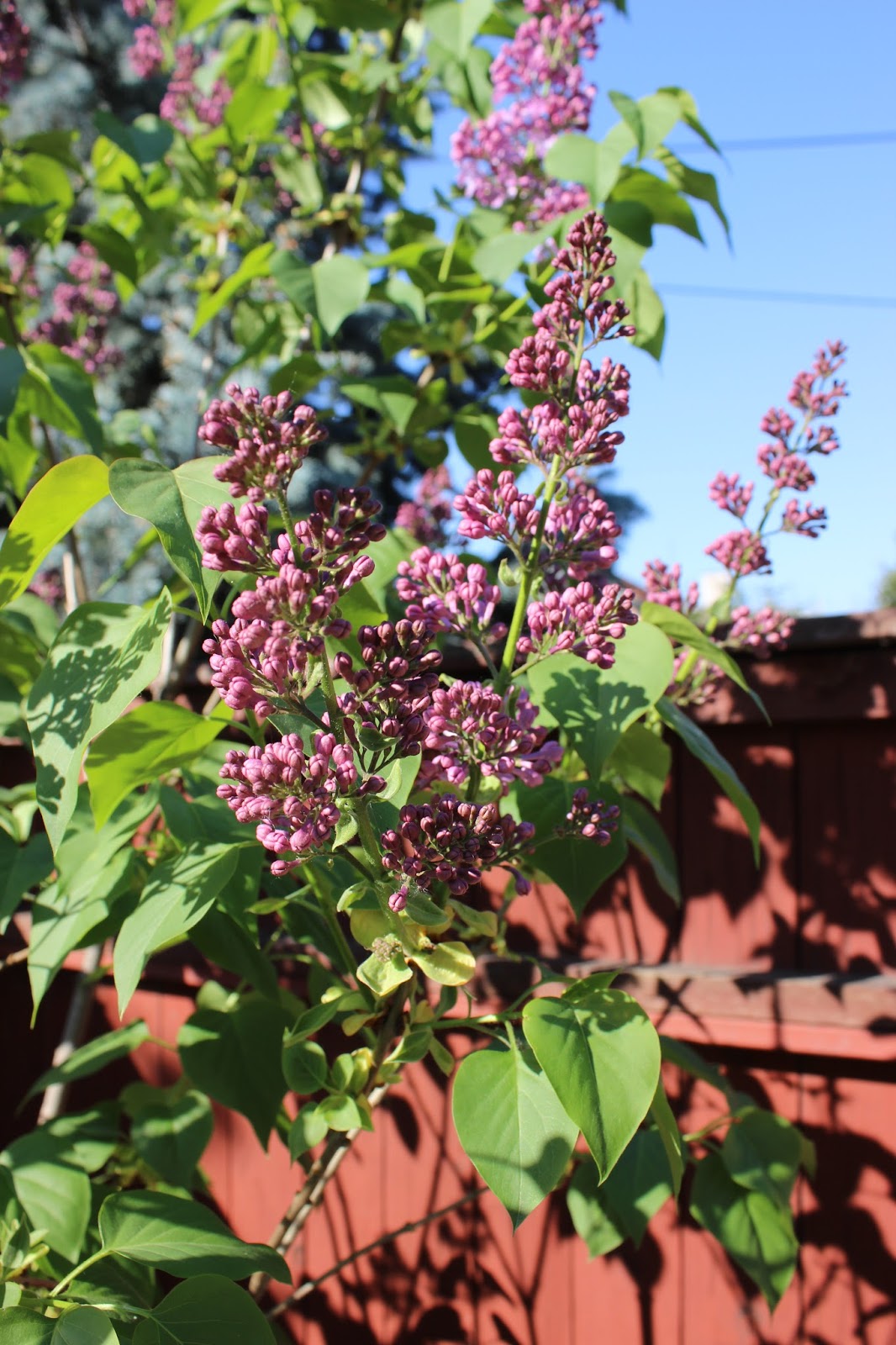 ATIZE - DIY, HOME, DESIGN : Ako rastie ORGOVÁN