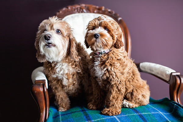 Itty Bitty & Fluffy: Pet Session - Tessa & Happy Tails Photography