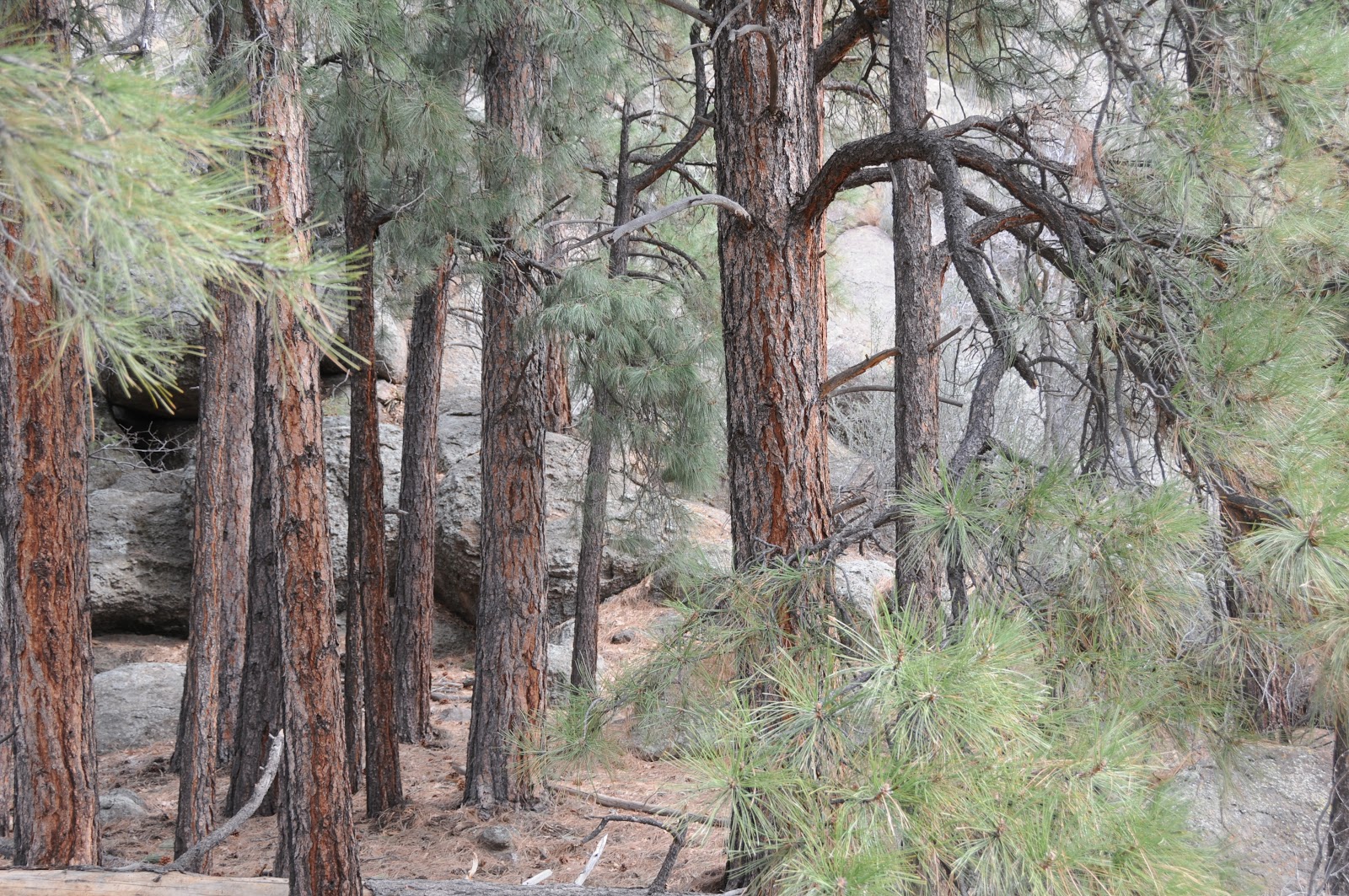 Arizona Hiking: Marvelous places with lots of trees
