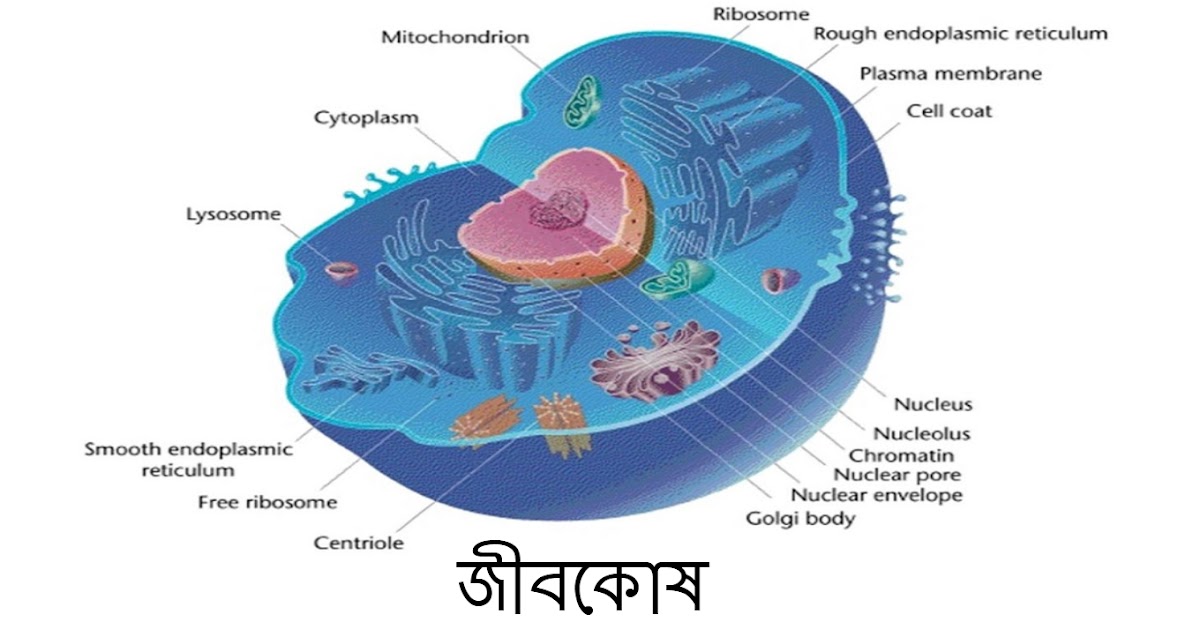 ছোট ছোট প্রশ্নত্তরে কোষ পরিচিতি