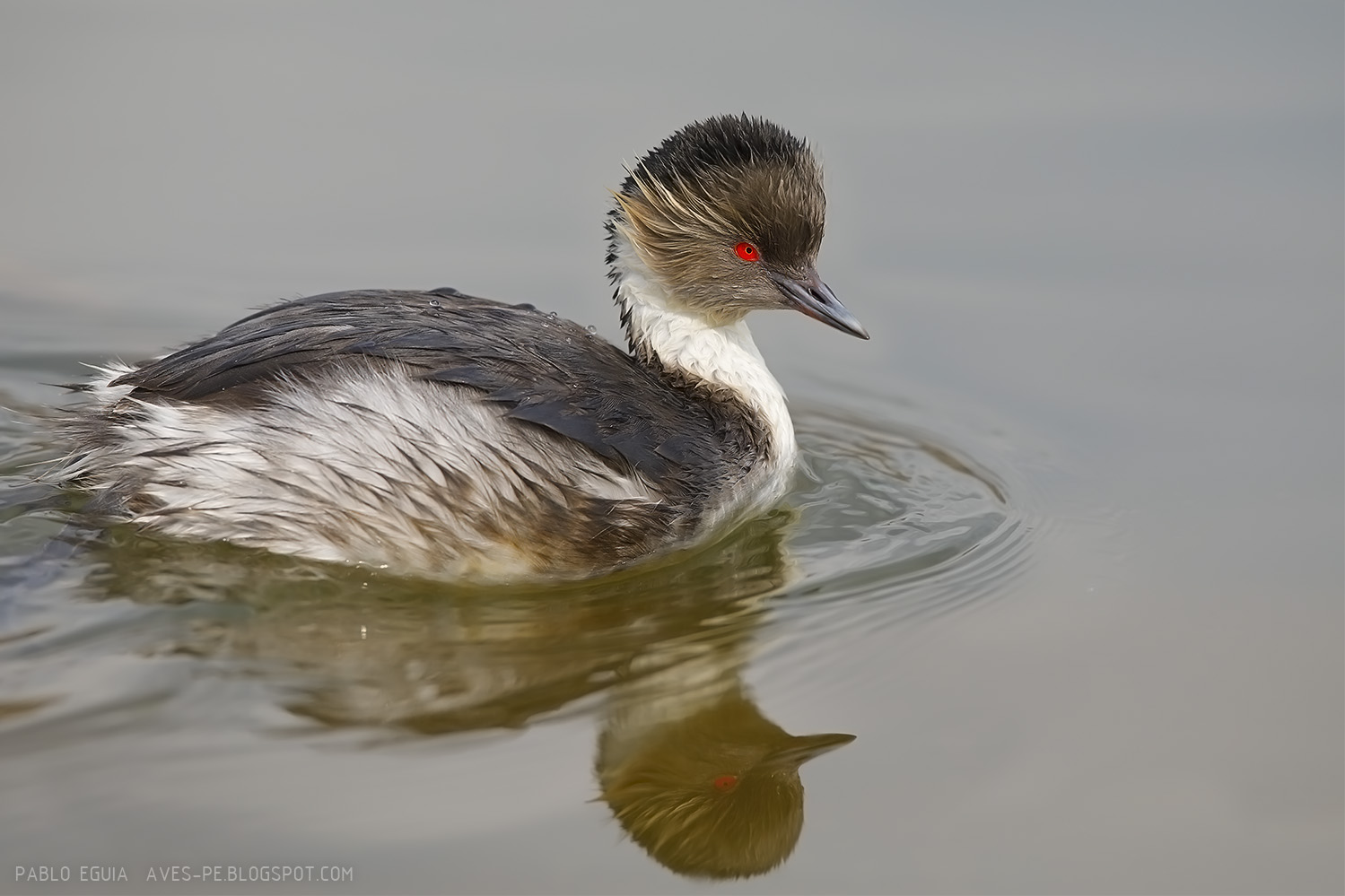 mis fotos de aves: Podiceps occipitalis Macá Plateado Southern Silvery ...