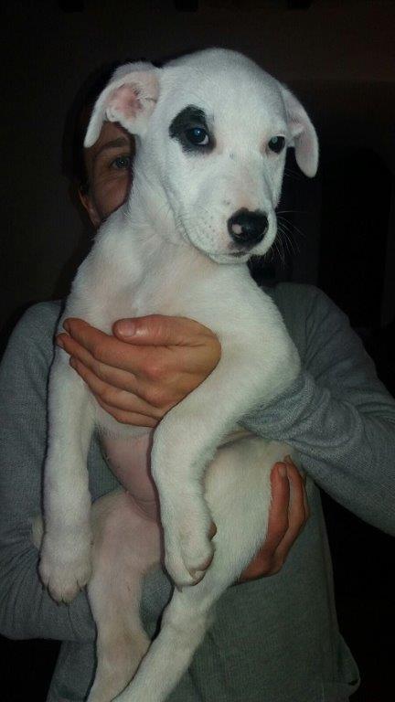 CUOREDICANE: CUCCIOLI MOLOSSOIDI, MIX DOGO ARGENTINO - BOXER, CERCANO ...