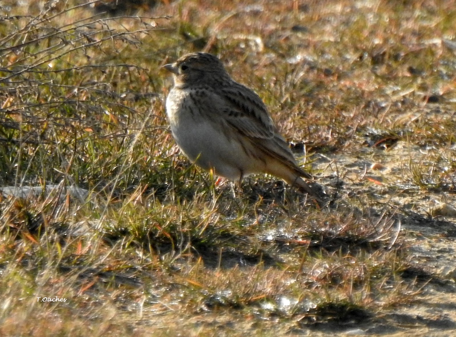 PASARI DIN ROMANIA: CIOCARLIE MICA, Calandrella rufescens
