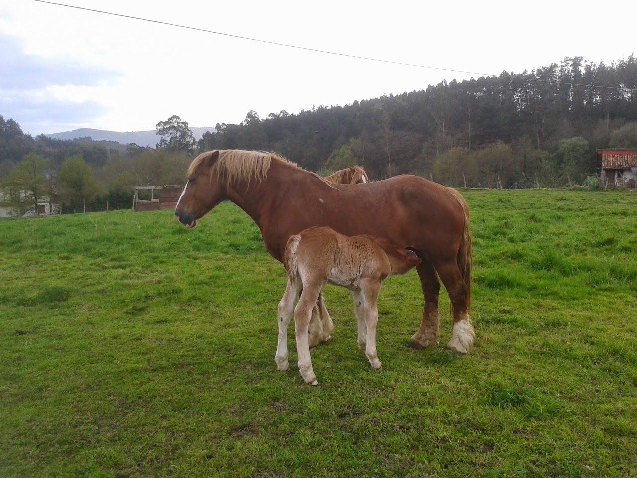 Euskal Herriko Mendiko Zaldia: 04/30/14