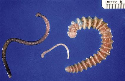 Arthropoda - aSaL uSiL