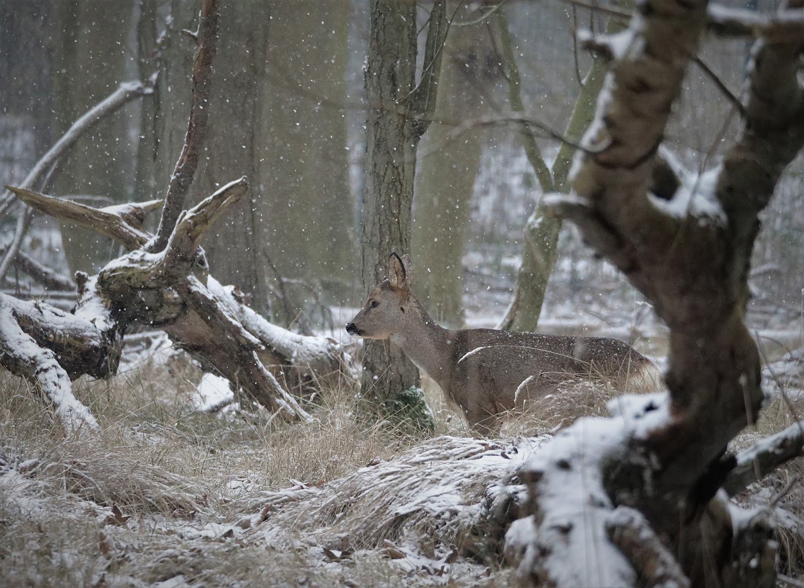 AMSTERDAMSE WATERLEIDINGDUINEN AWD: Dieren in de winter