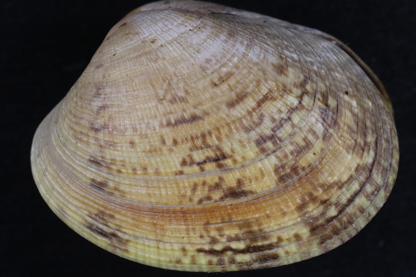 殼台水產研究室: 一樣都被叫海瓜子蛤，如何分辨小眼花簾蛤（Ruditapes variegatus）與菲律賓簾蛤（Ruditapes ...