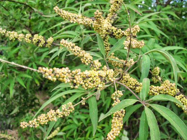 Le Douaire. Île de Vivre.: Tout savoir sur l'’arbre de poivre ...
