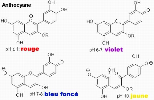 Les Anthocyanes ~ COURS de la pharmacie