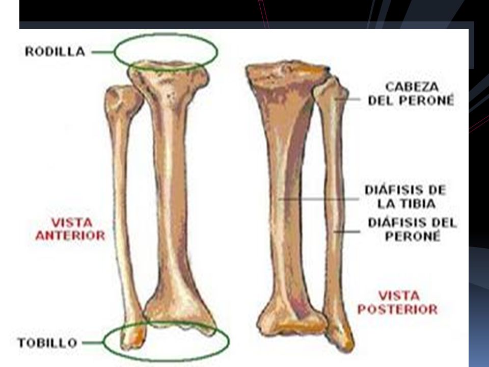 Osteologia canina: octubre 2016