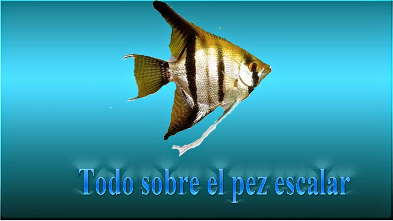 BIENVENIDOS A DETALLES Y NOVEDADES: PEZ ANGEL
