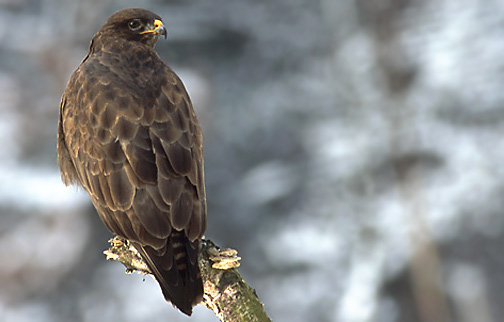 Common Buzzard | Bird Info-Photos | The Wildlife