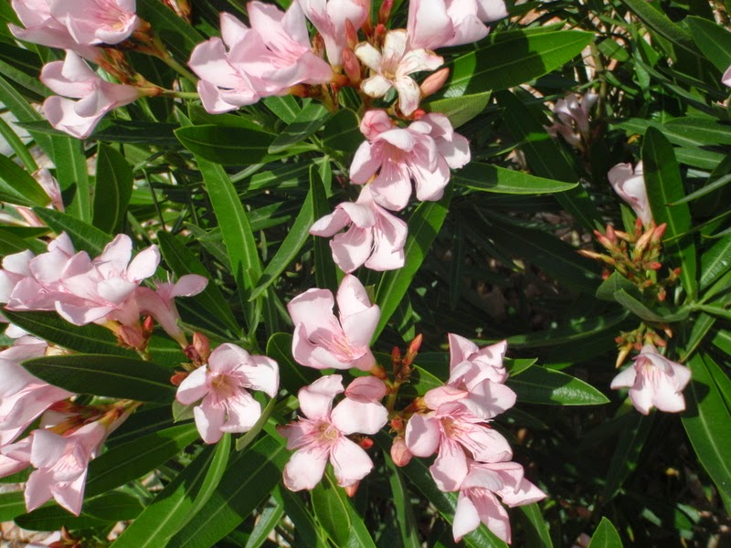 Xtremehorticulture of the Desert: Oleanders Will Grow in Containers
