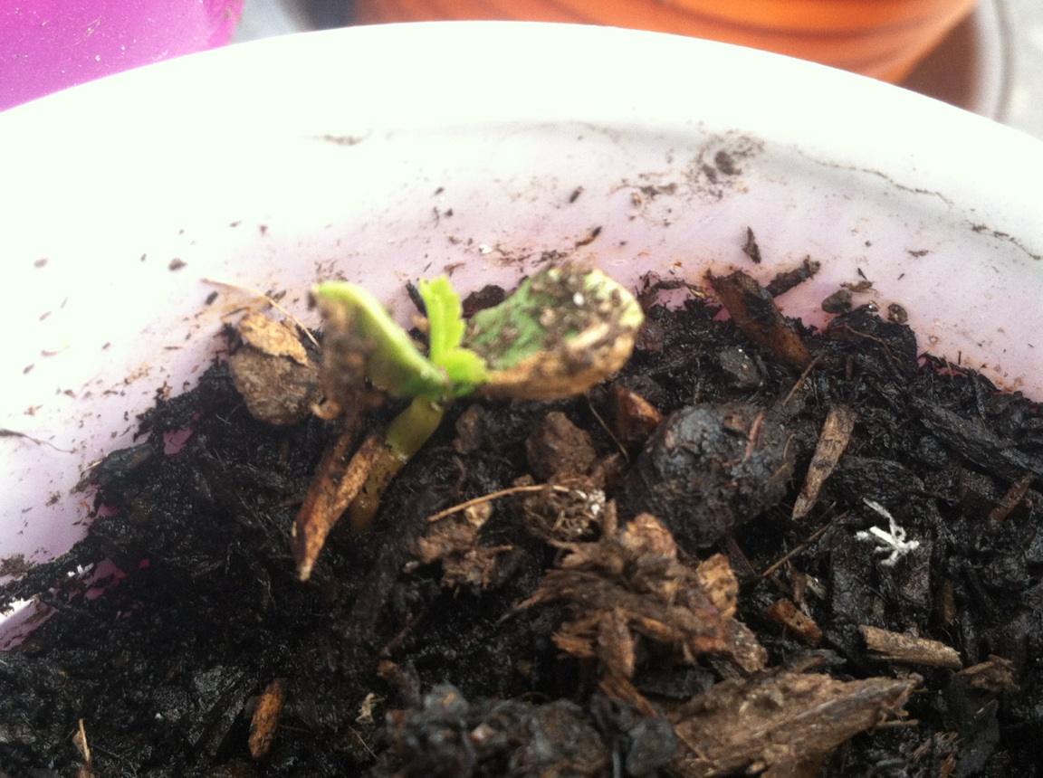 UPDATE on germinated cherry seeds!