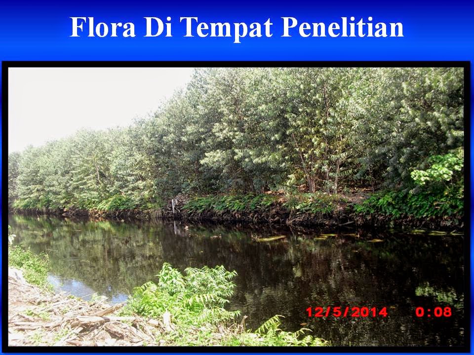 Ekositem Hutan Rawa Gambut: Ekosistem Hutan Rawa Gambut PPT