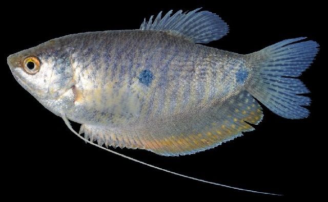 balebete baunajuku: Ikan Sepat Siam - Budidaya