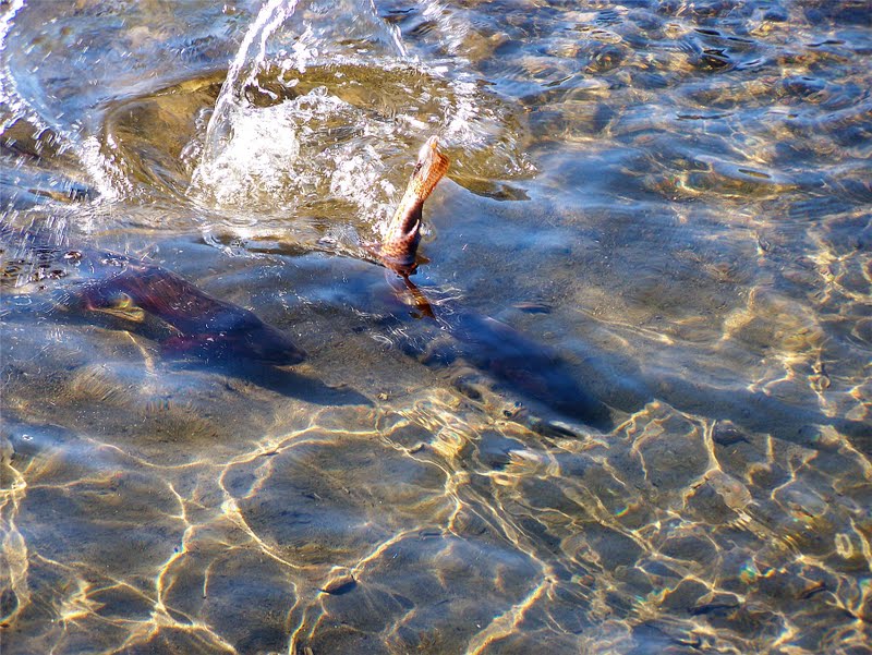 Fly Fishing In Yellowstone National Park: 08/01/2011 - 09/01/2011