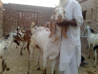 Pakistani Bakras Photos - Pakistan in Photos