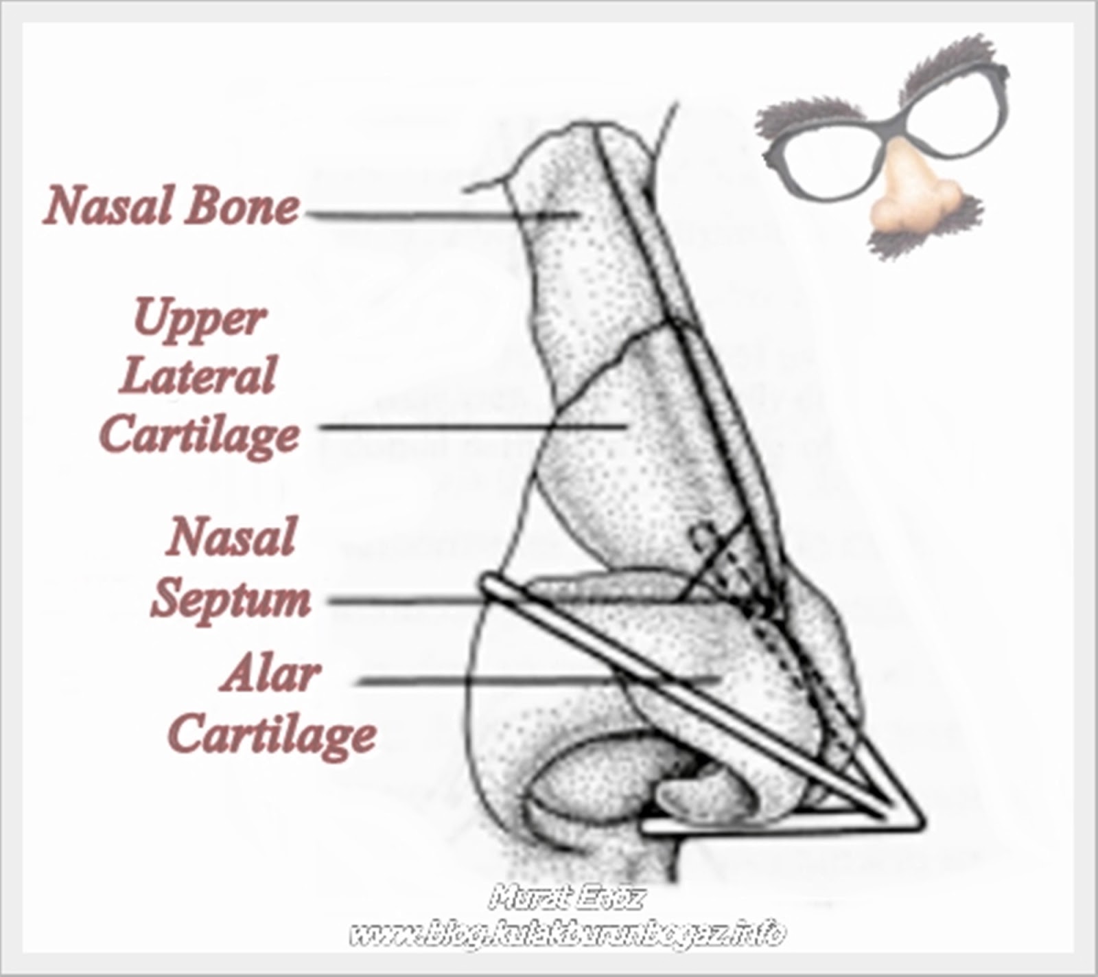 Problems That Can Be Seen After Nose Tip Plasty Operation