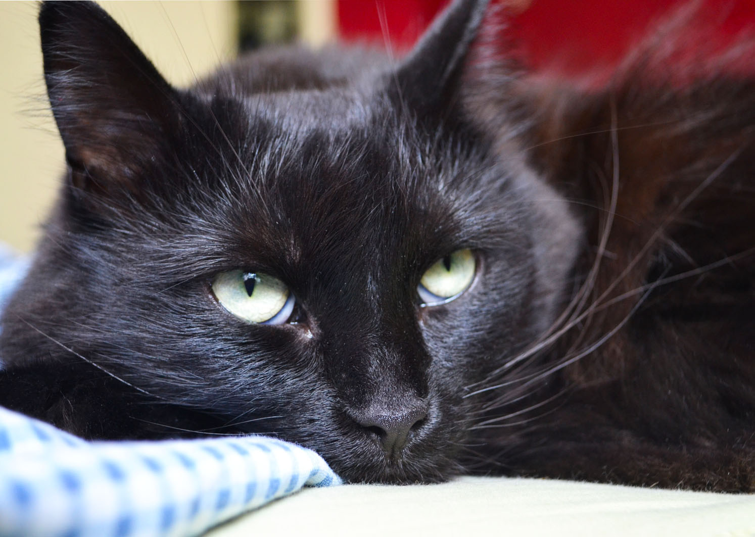 LOVE n LAVISH: Ode to the Kitty Cat!