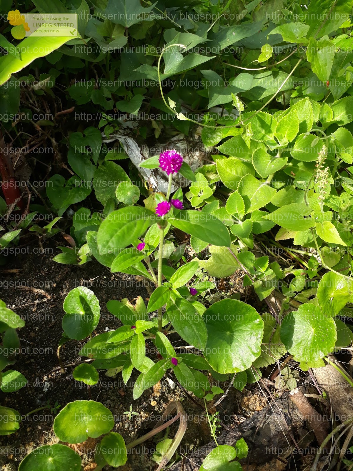 Healthy Nurul Beauty: The abundance flowers from 1 of my globe amaranth ...
