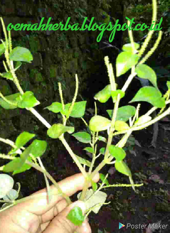 MANFAAT DAN KHASIAT DAUN SURUHA | INFORMASI KESEHATAN DAN KHASIAT ...