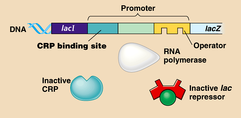 BOLO Biology Newsletter Archive: lac operon
