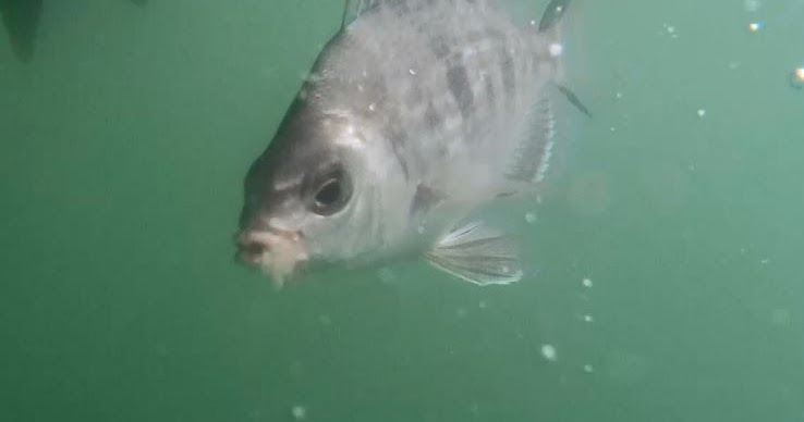 Mi corralito: Alevines