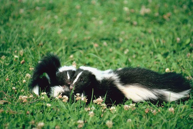 Skunk | The Biggest Animals Kingdom