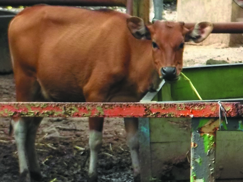 Informasi Tentang Banteng, Binatang yang konon suka menyeruduk | Fauna Gue