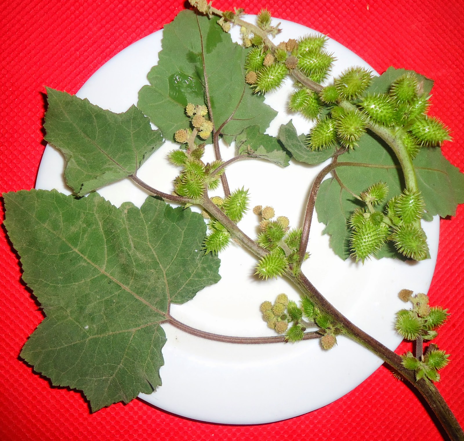 v e r d e c h a c o: Abrojos