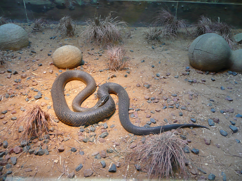 The Fierce Snake Most Dangerous Snake | The Wildlife