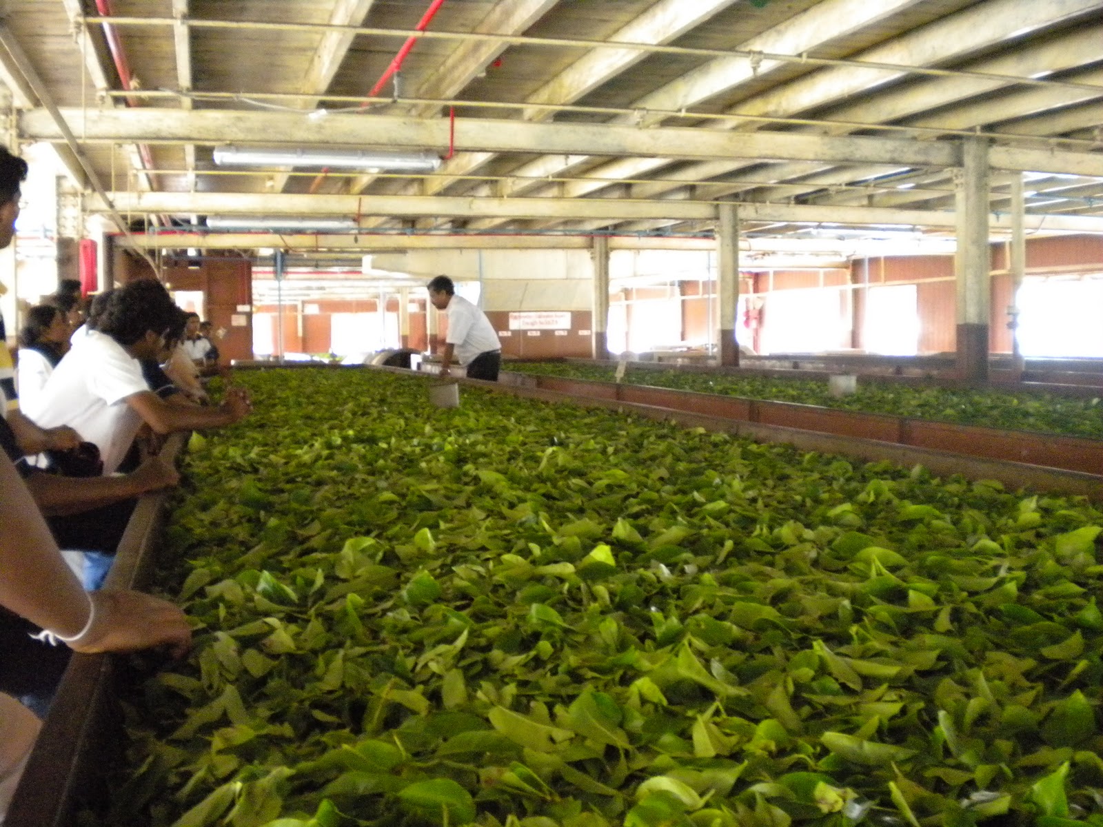 Thearubigin: Tea - the Wonder Beverge Part 4: An Inside Peek into Tea ...