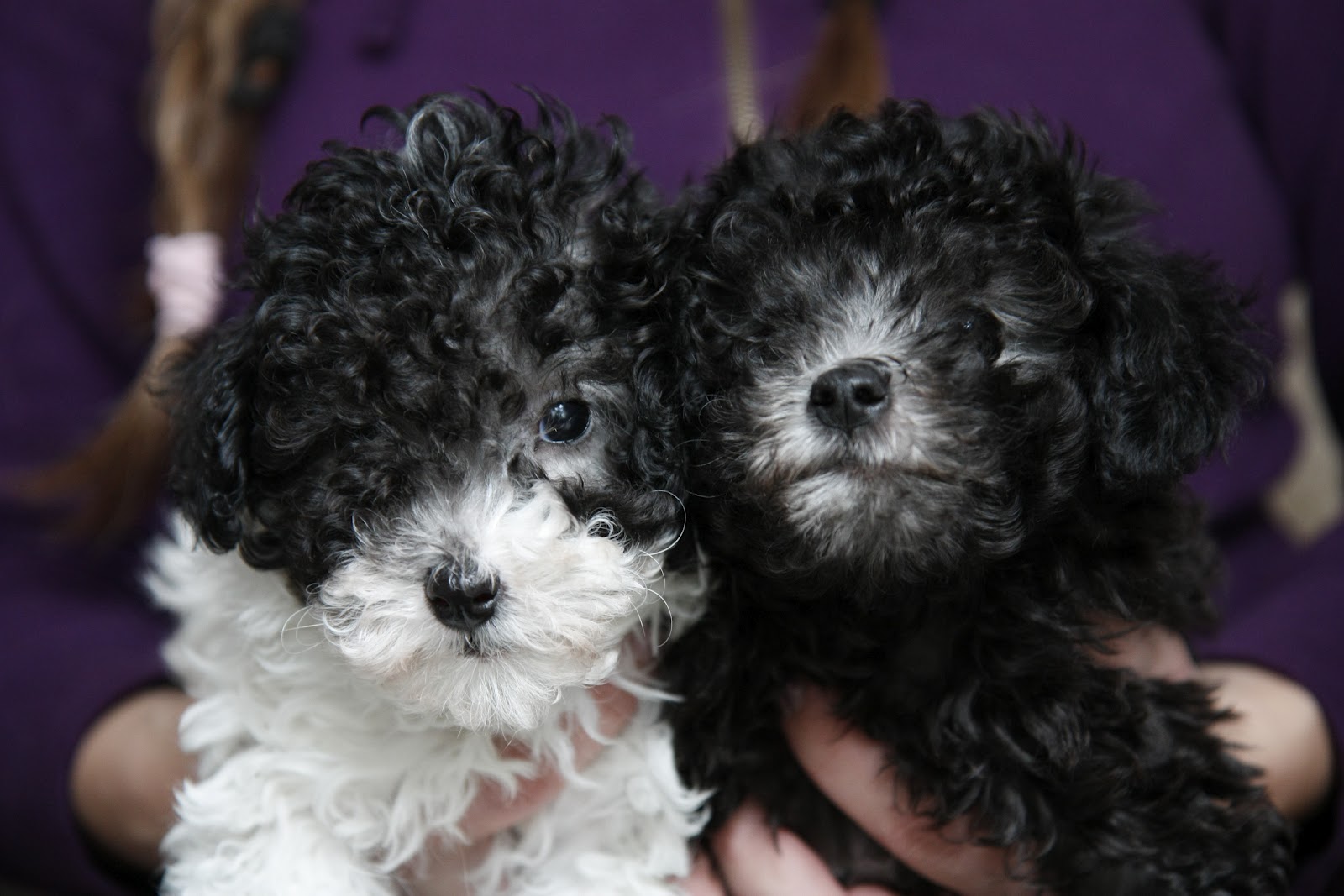 Gröndals gård: valpar