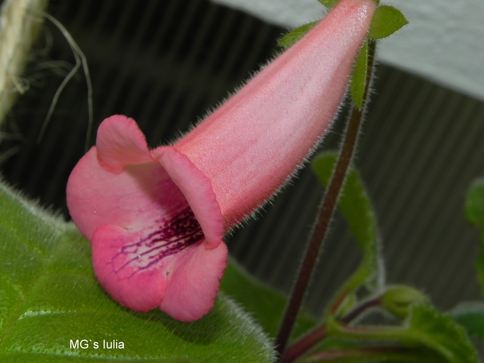 My passion: Plants: Sinningia & Mini sinningia my hybrids - MG`s sinningia