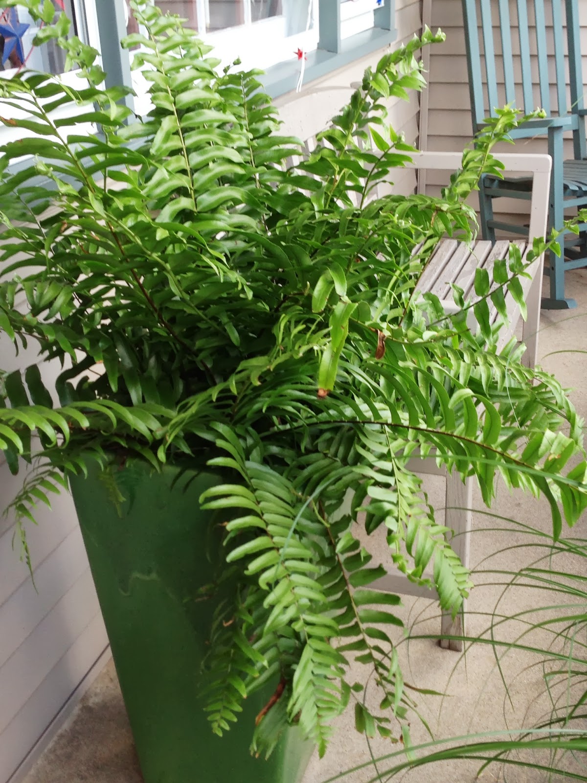 My Life of Plants: Macho Fern, Nephrolepis biserrata