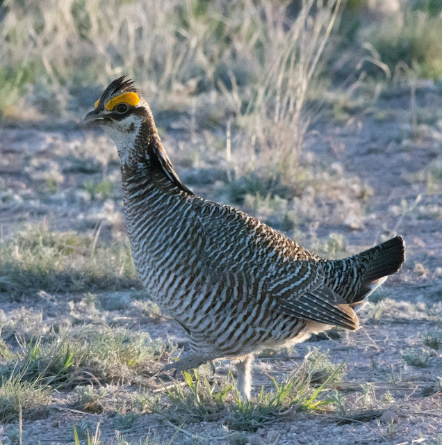 Gordon's Birding Adventures: Lesser Prairie-Chicken - An Endangered Species