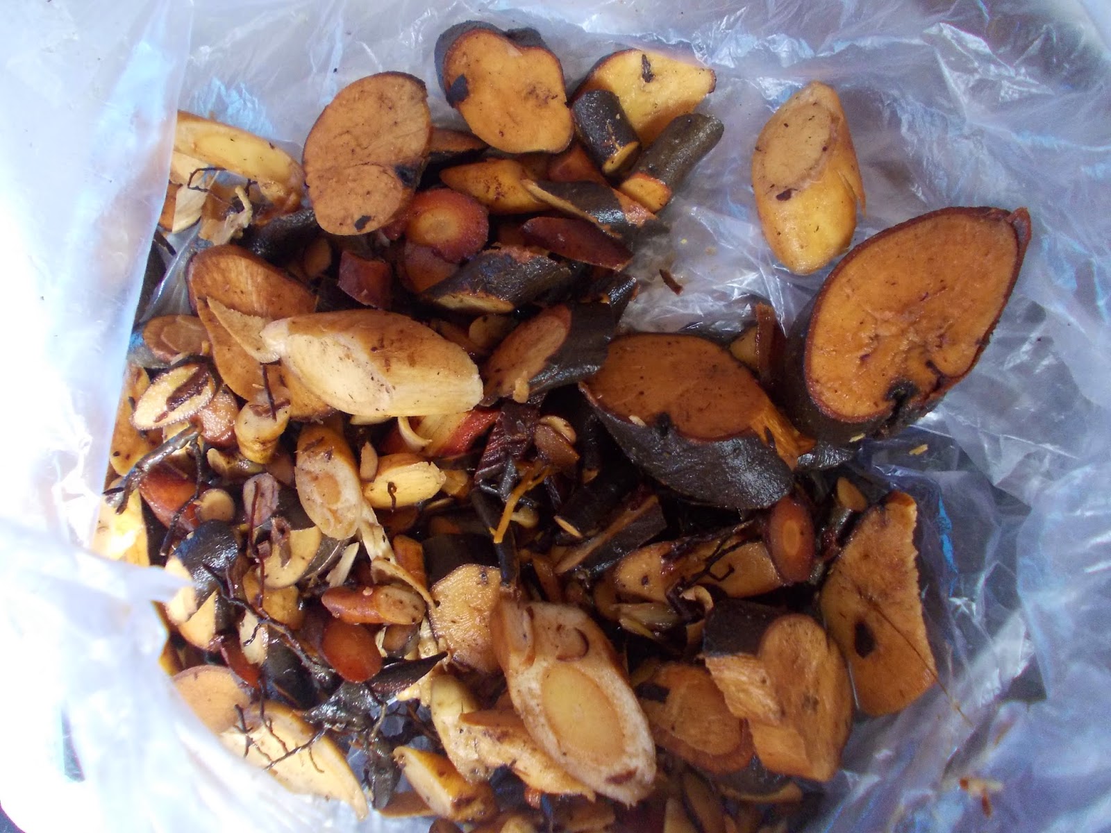 5 jenis akar kayu untuk stamina - Coretan Rimbawan UR