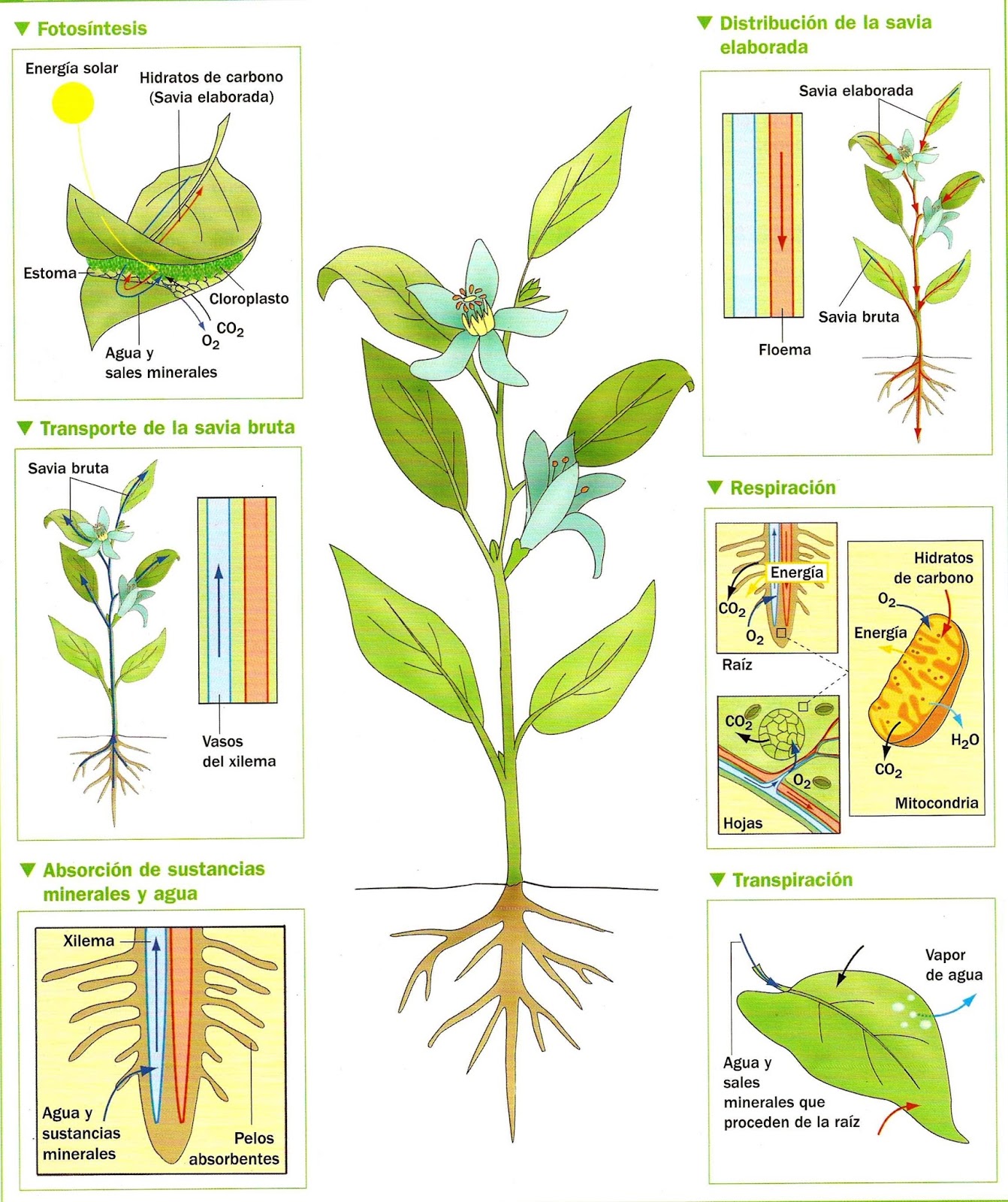 Características generales de las plantas terrestres