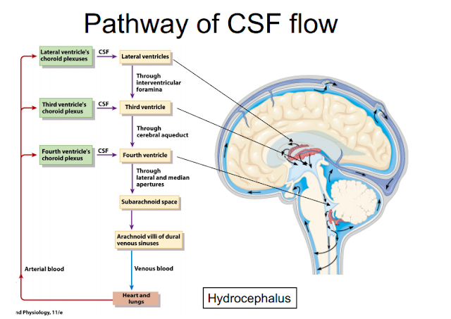 Meninges of the Brain and cerebrospinal fluid