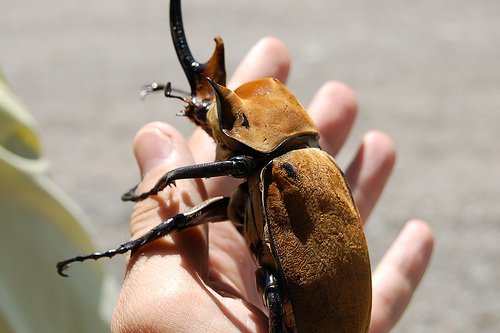 Titan Beetle | The Life of Animals