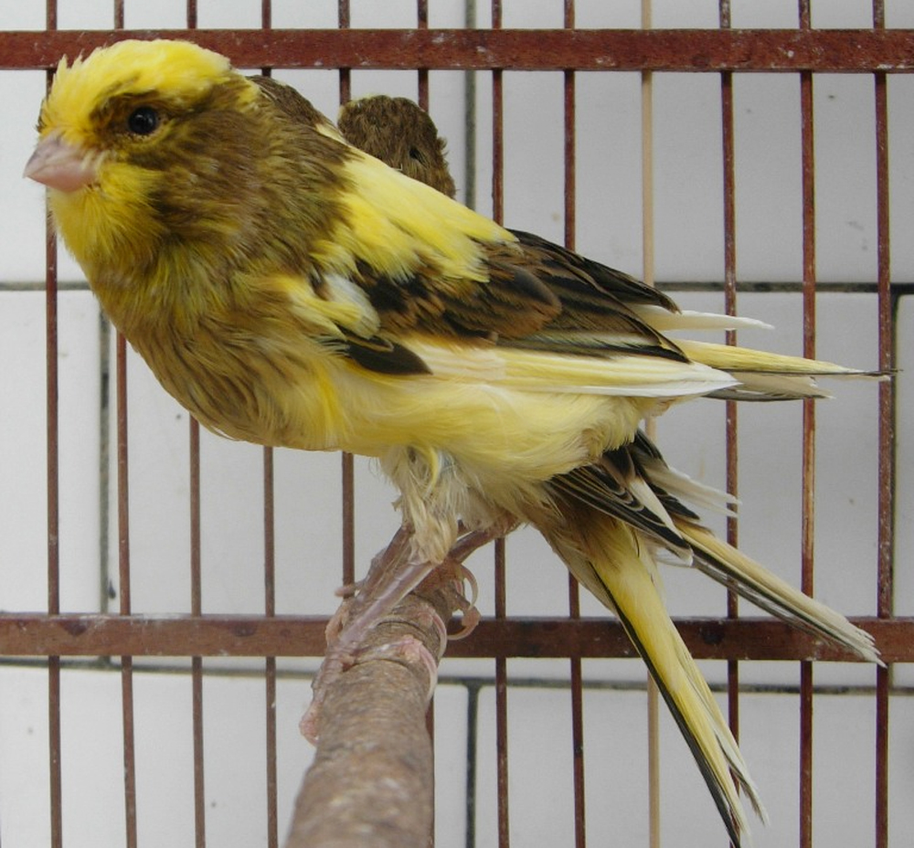 100 LEBIH GAMBAR BURUNG KENARI YANG ADA DI INDONESIA - KICAU BURUNG