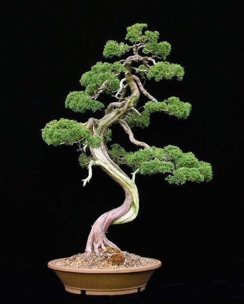 COMO CREAR TU PROPIO BONSAI: PASO I PARA CONSEGUIR TU PROPIO BONSAI
