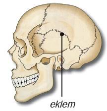 Eklem Çeşitleri ve Anatomisi
